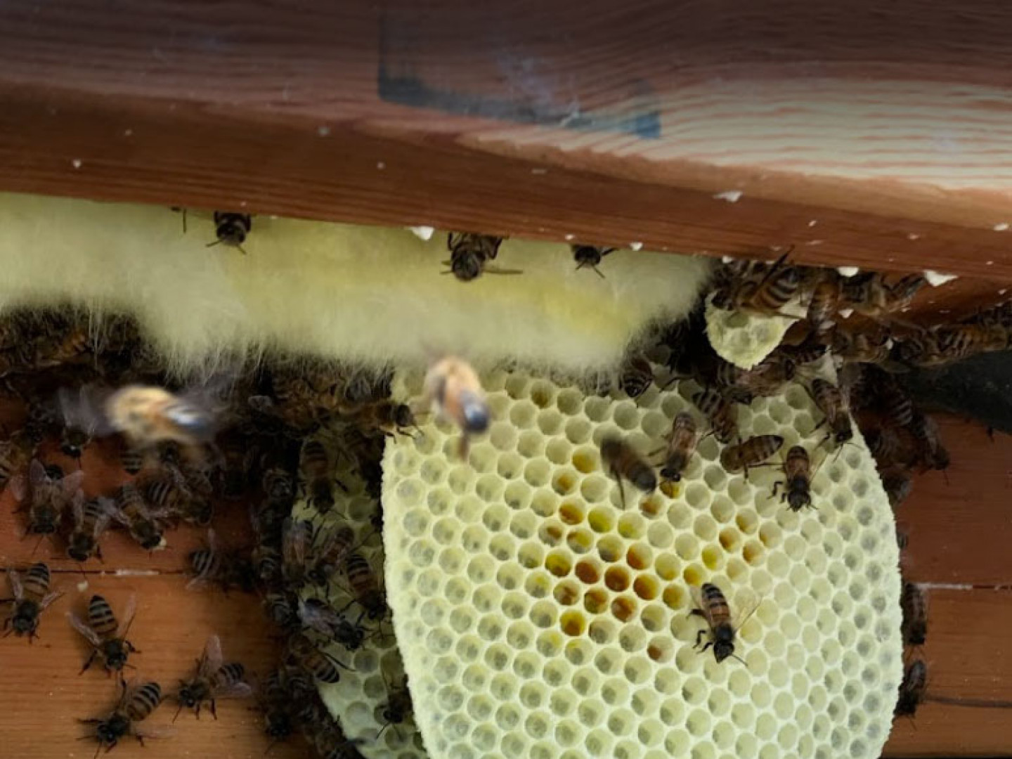 Bee Removal Specialist | Cypress, Houston & Tomball, TX | The Honey Bee ...